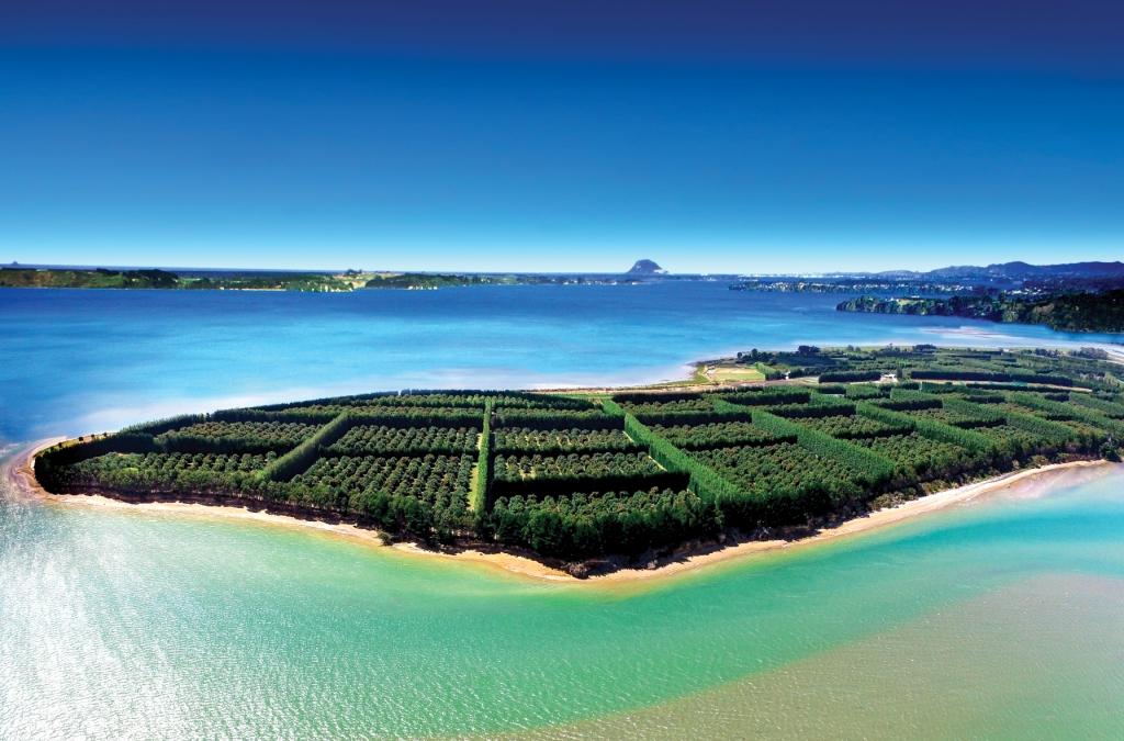 About us - New Zealand Avocado