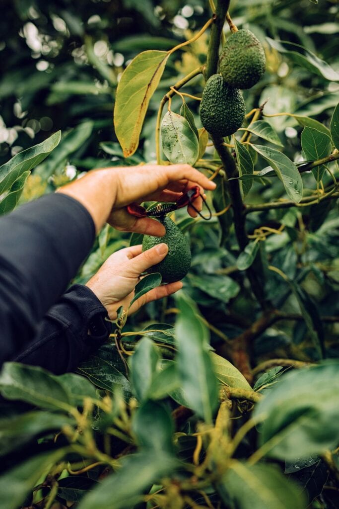 5 THINGS YOU MIGHT NOT KNOW ABOUT NEW ZEALAND AVOCADOS - New Zealand ...