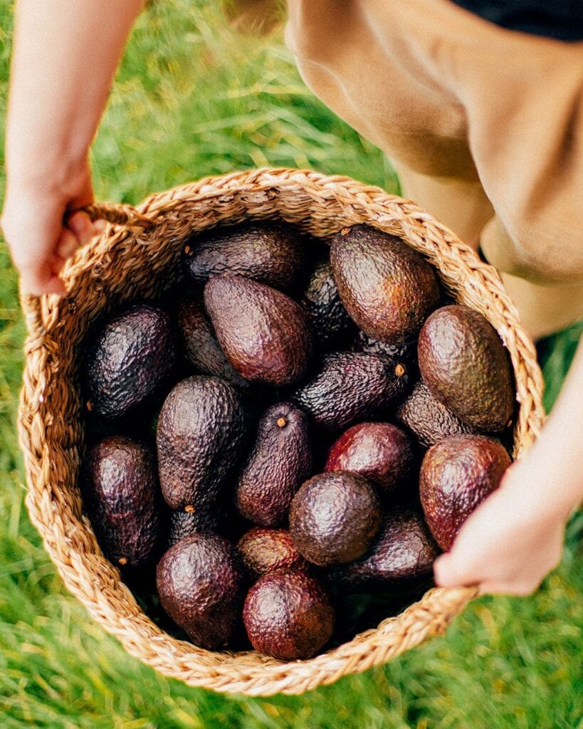5 THINGS YOU MIGHT NOT KNOW ABOUT NEW ZEALAND AVOCADOS - New Zealand ...