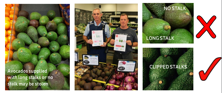 Avocado fruit theft - New Zealand Avocado